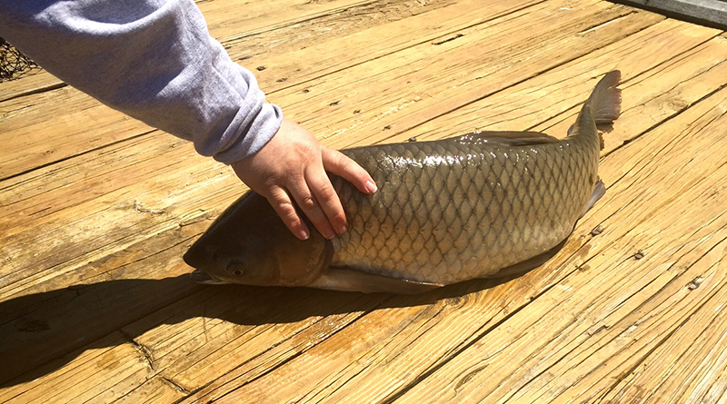 New Colossal Fish Contest – Great Parks of Hamilton County Blog