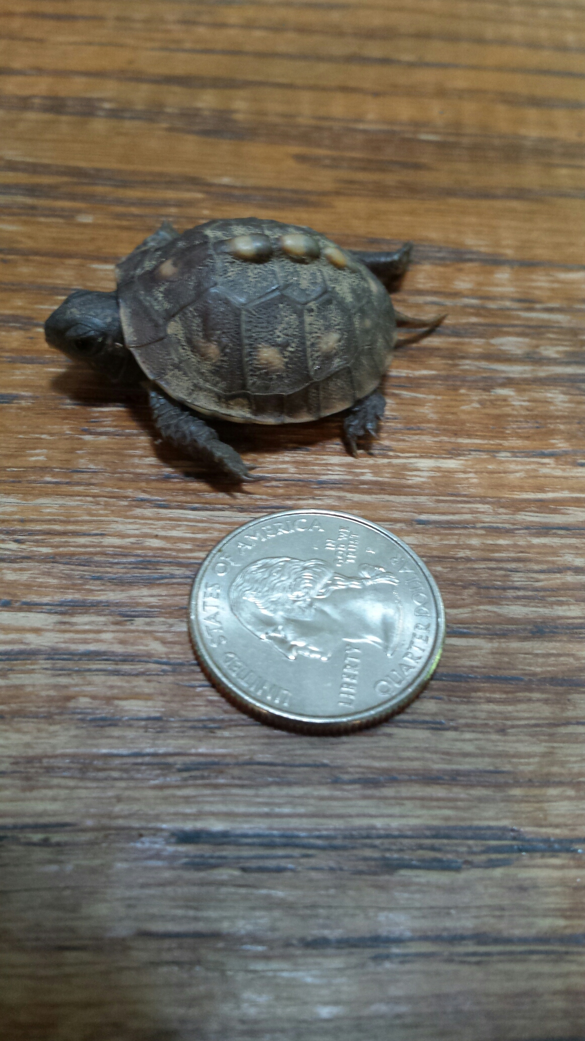 Shell-a-brate Turtles – Great Parks of Hamilton County Blog