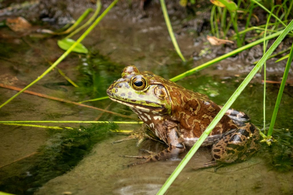 Nature Journaling #11: Observing Animals