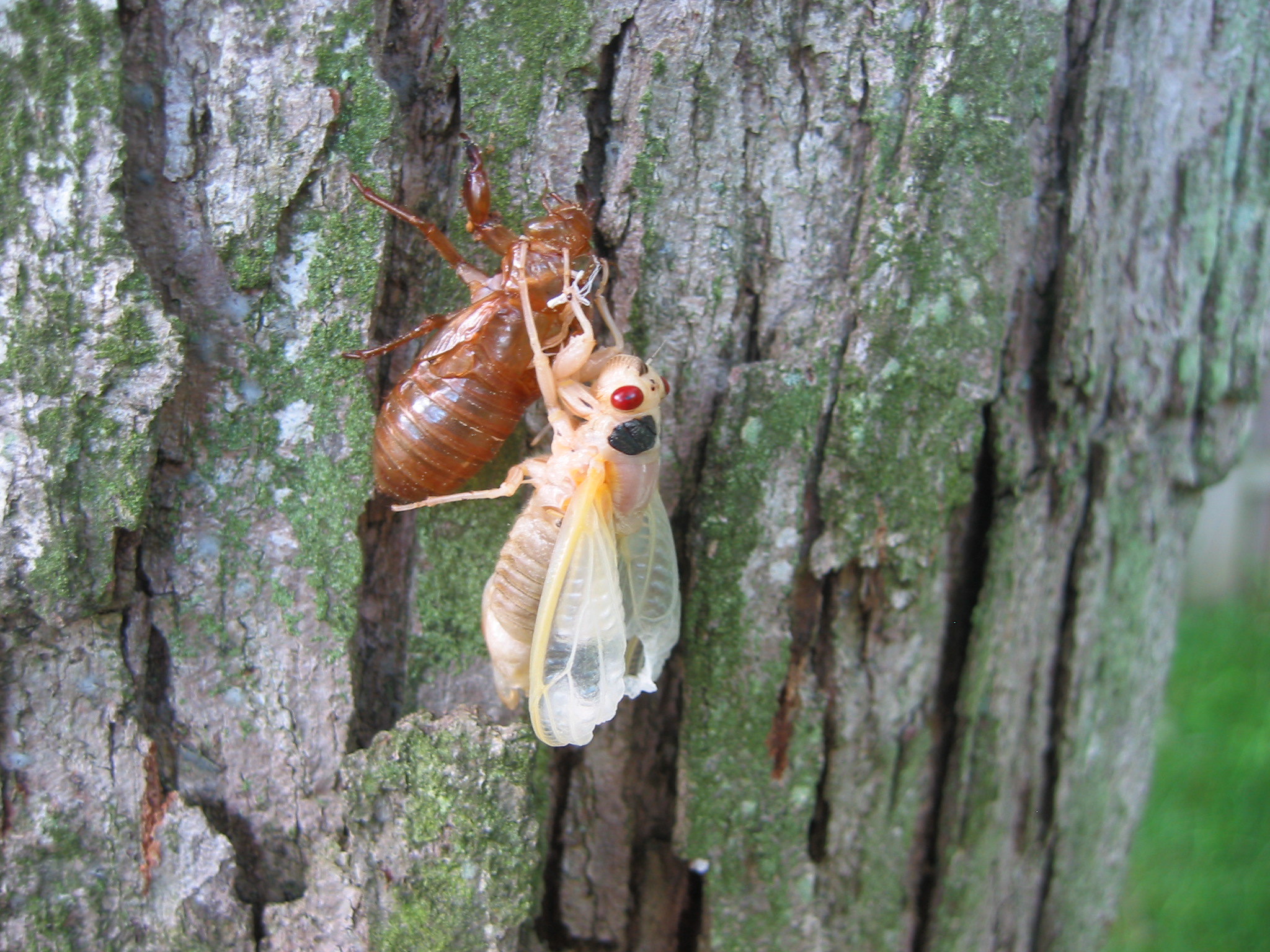 Cicada Central: Why These Noisy Insects Are Important – Great Parks of ...