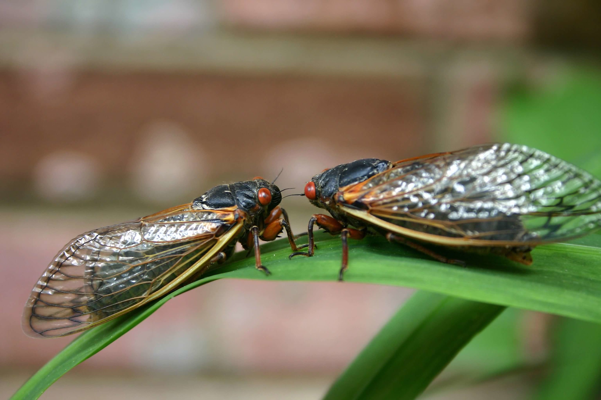 Cicada Central: Why These Noisy Insects Are Important – Great Parks of ...