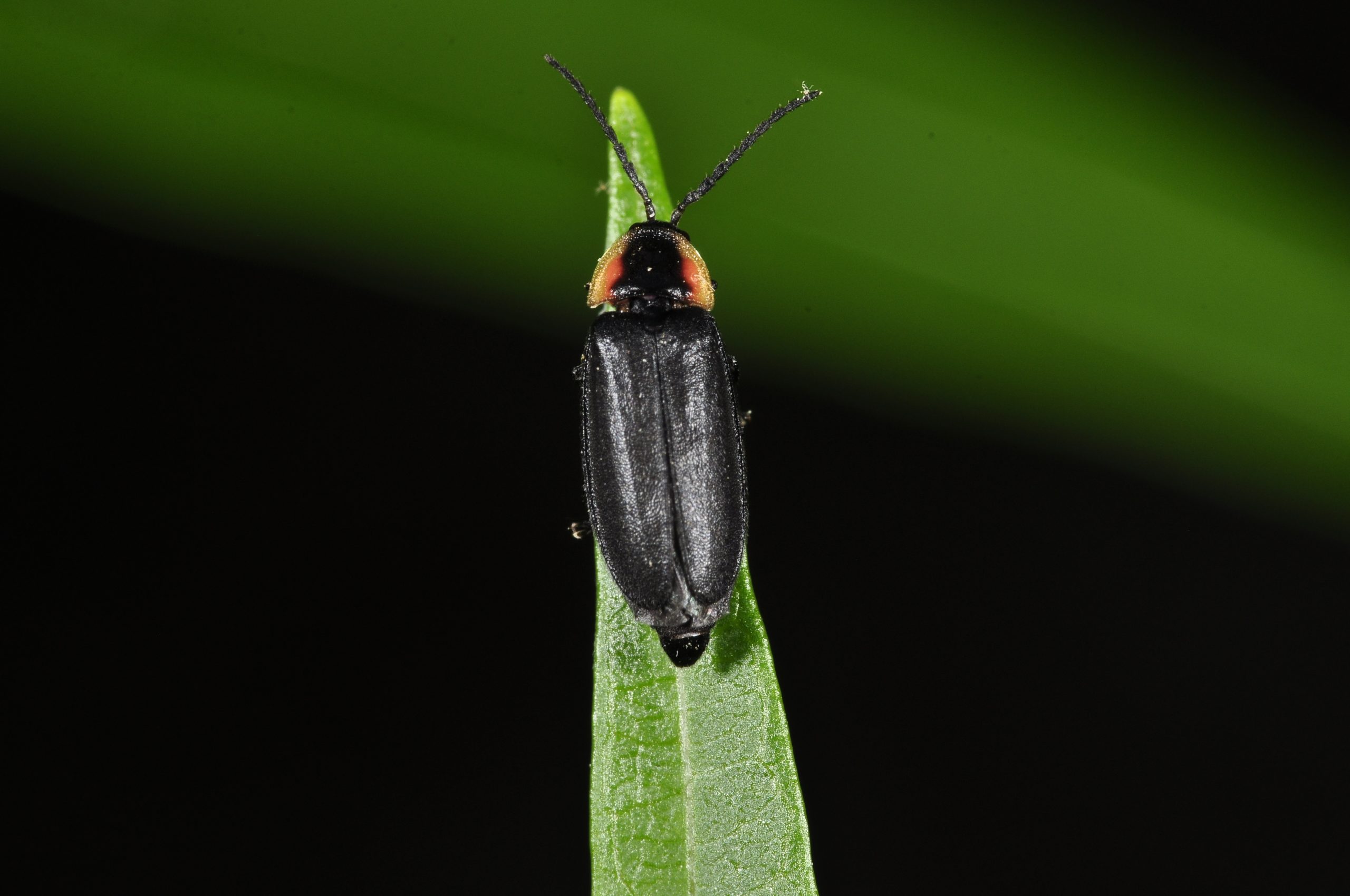 The Magical World of Fireflies