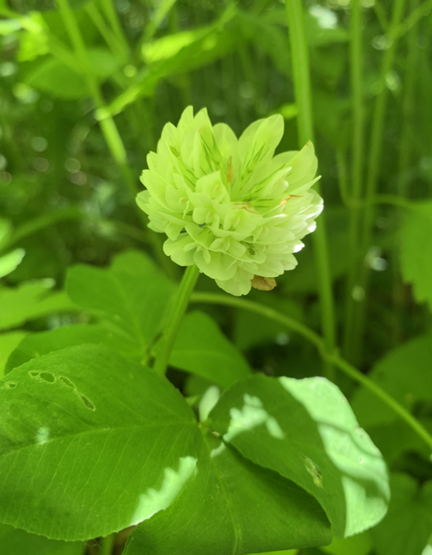 Endangered Species Success Story: Running Buffalo Clover