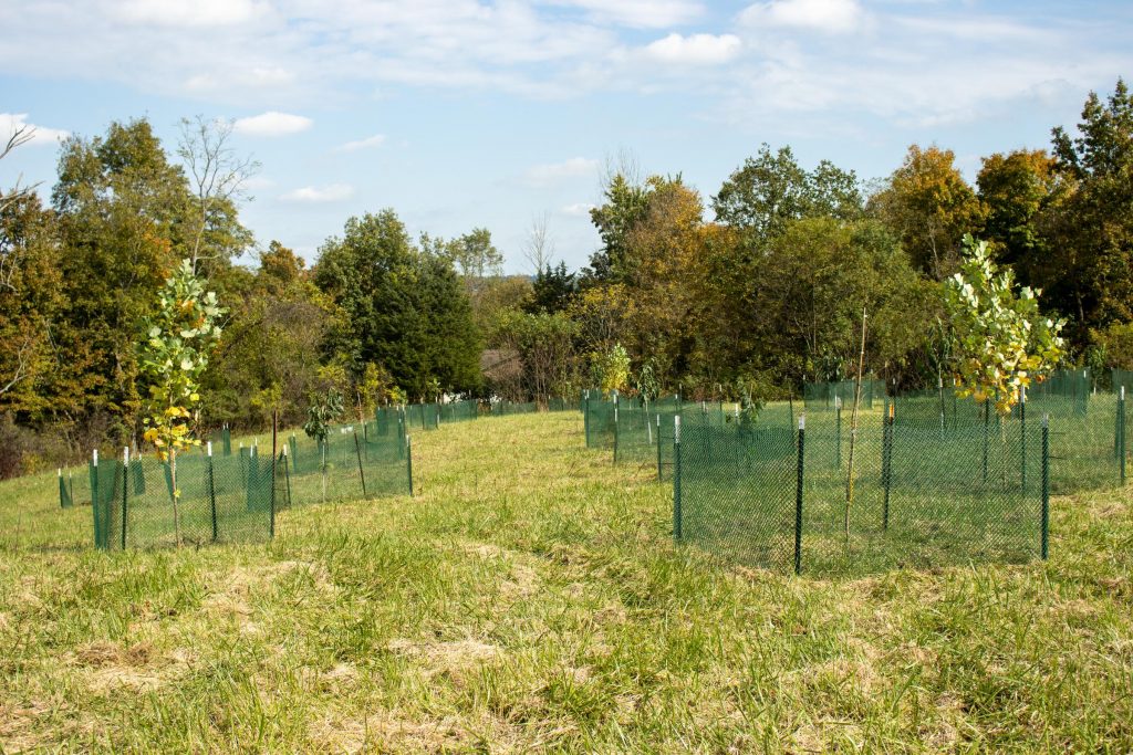 Here for the Future: Reforestation at Mitchell Memorial Forest