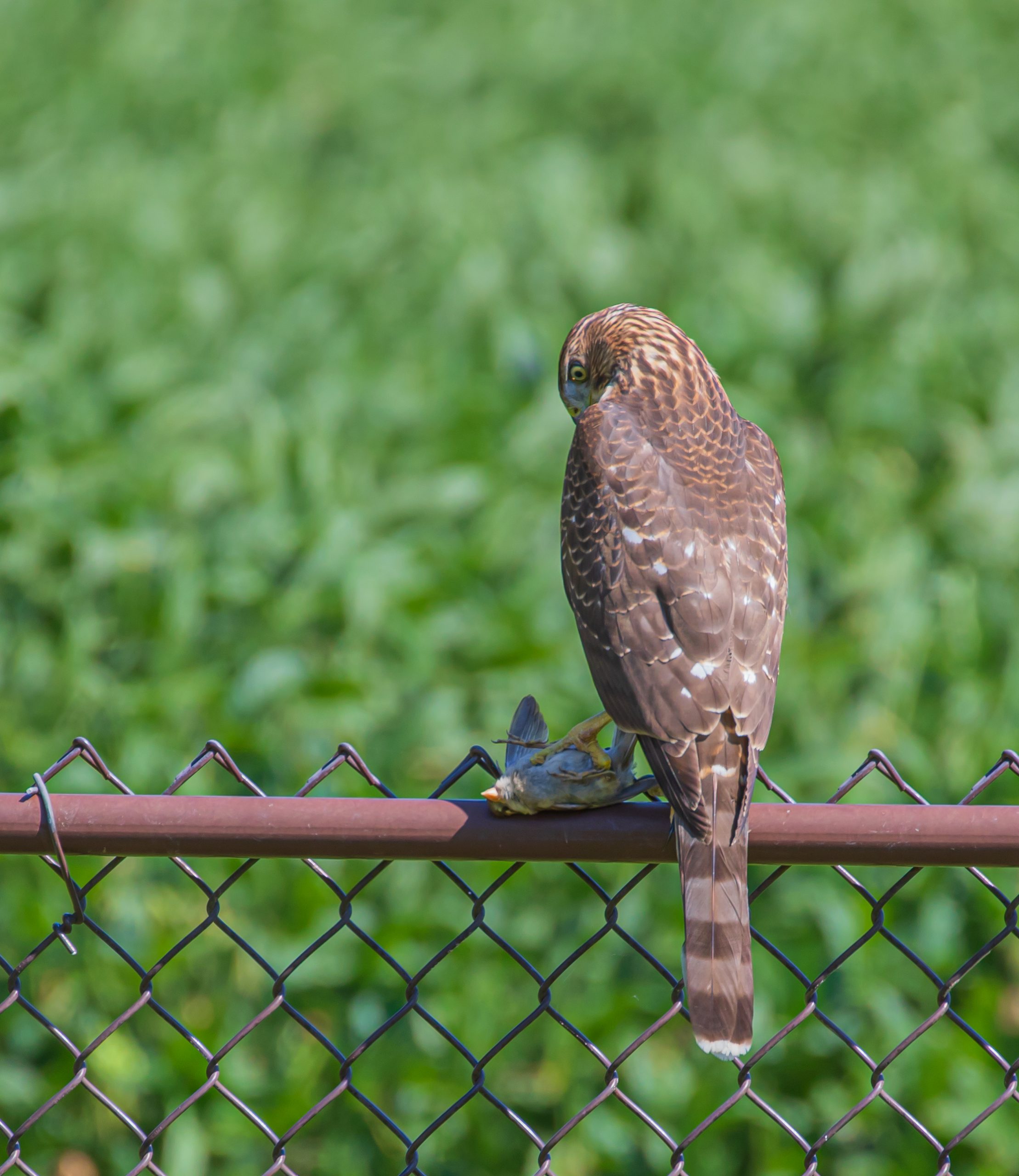 The Cooper's Hawk: A Stealthy Hunter