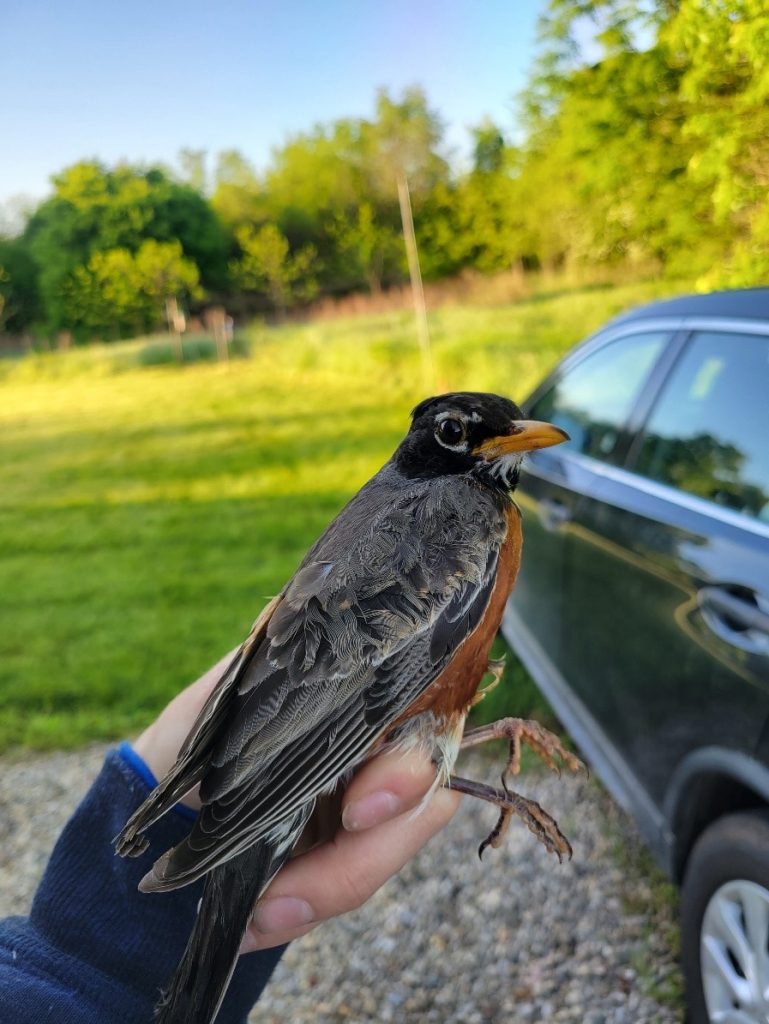 A Bird In The Hand: The Science Of Studying Birds