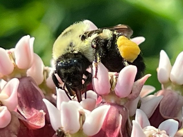 Buzzworthy Bumblebees: Our Amazing Local Pollinators
