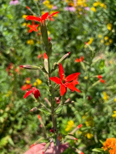 Royalty in the Prairie: Royal Catchfly