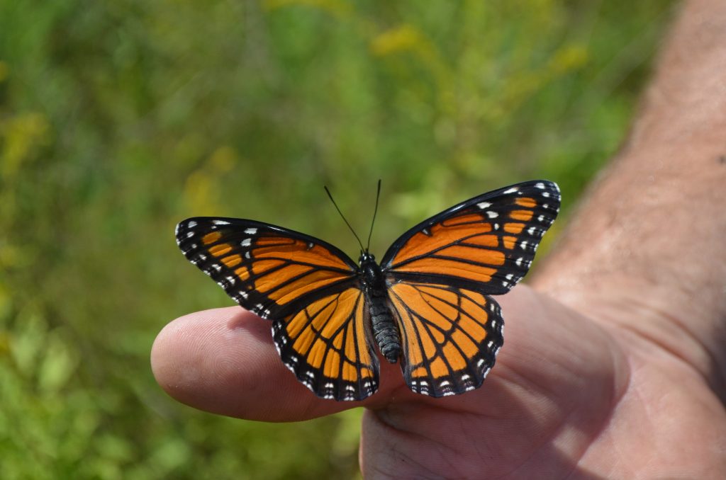 High Flyers: Butterflies in Great Parks