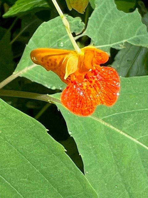 Native Wildflowers: Jewels of the Summer