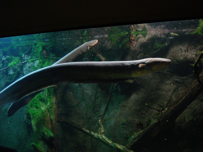 Closer Than You Might Think: Animal Relatives