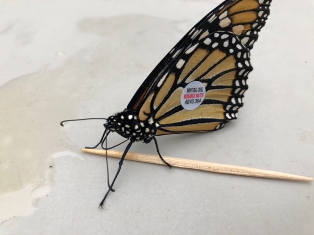 Monarch Tagging: How Did We Get Here and How Can You Participate?