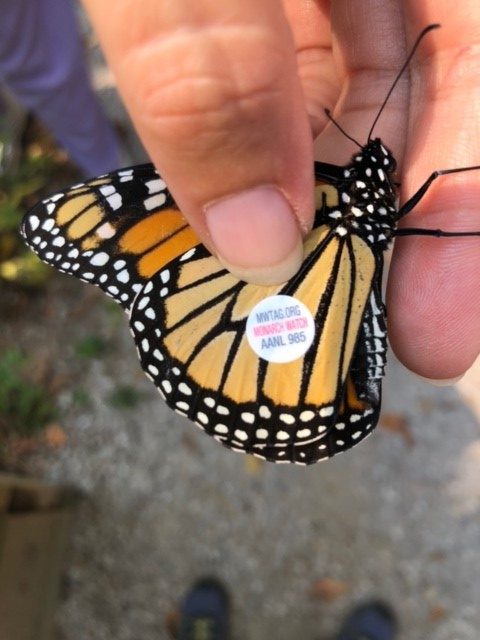 Monarch Tagging: How Did We Get Here and How Can You Participate?