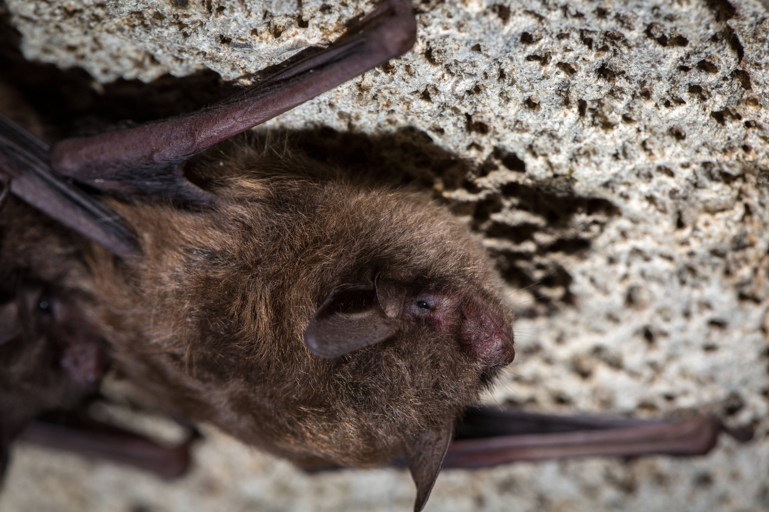 Bat Conservation at Great Parks